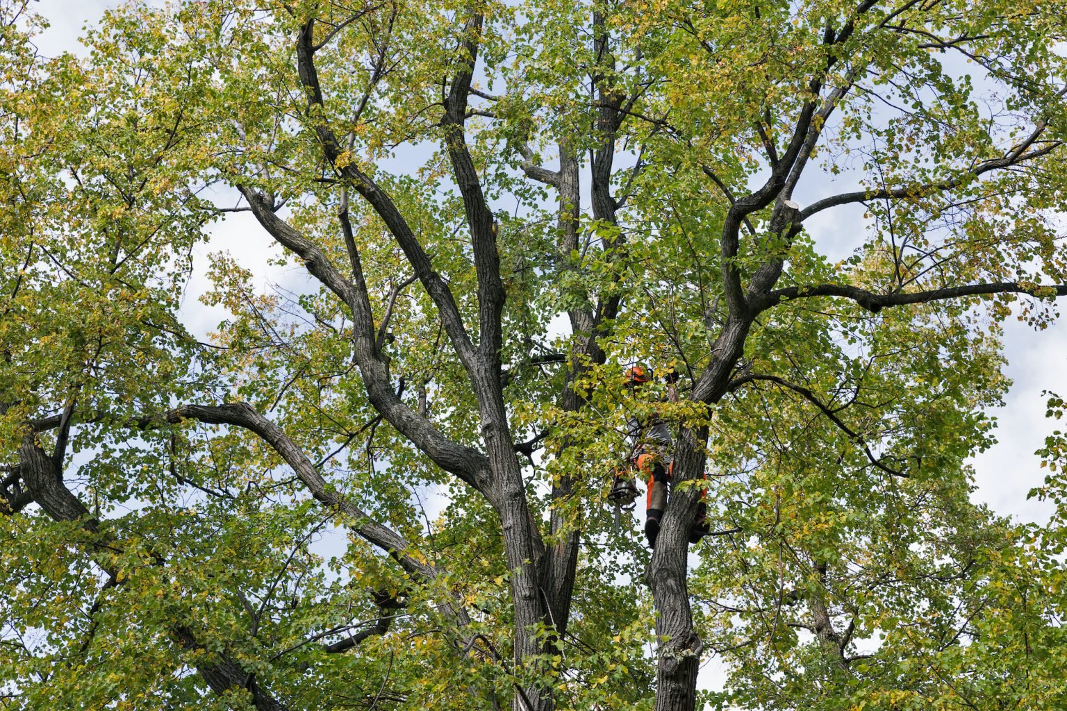 Backyard Tree Removal Services in Manhattan | Safe & Affordable